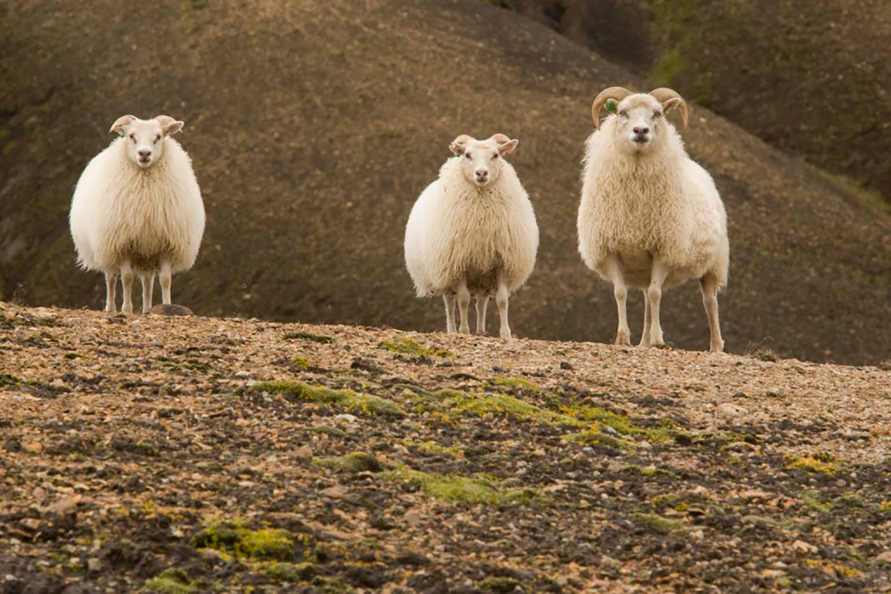 We build trails and bikeparks